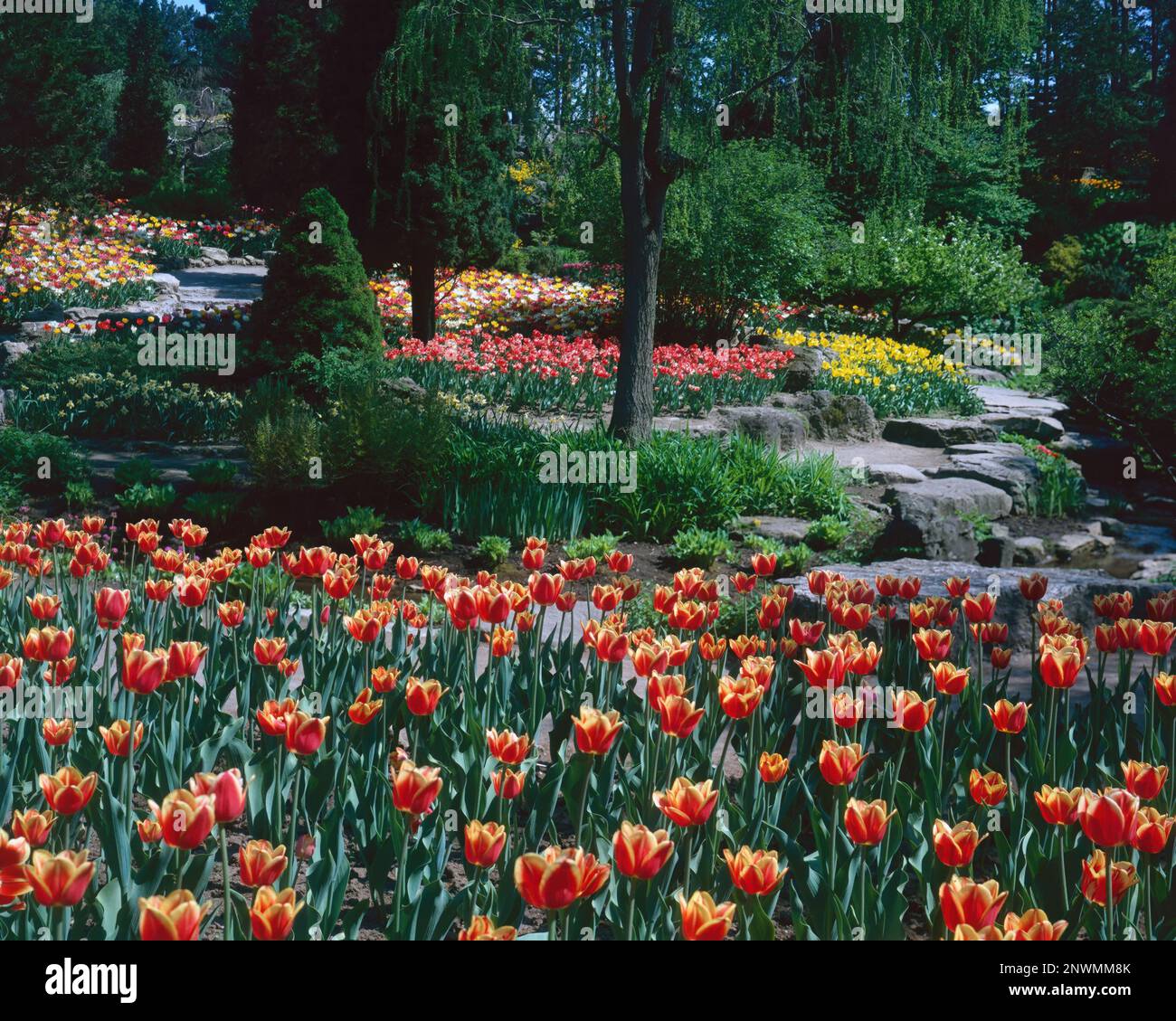 Tulips at Royal Botanical Gardens, Hamilton, Ontario, Canada Stock ...