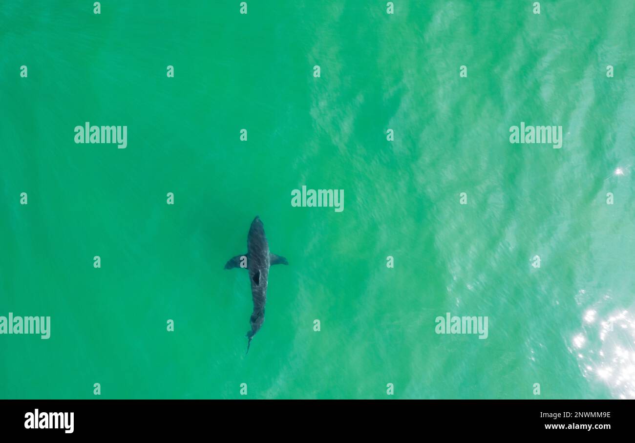 Drone photo of a great white shark off the coast of Cape Cod ...