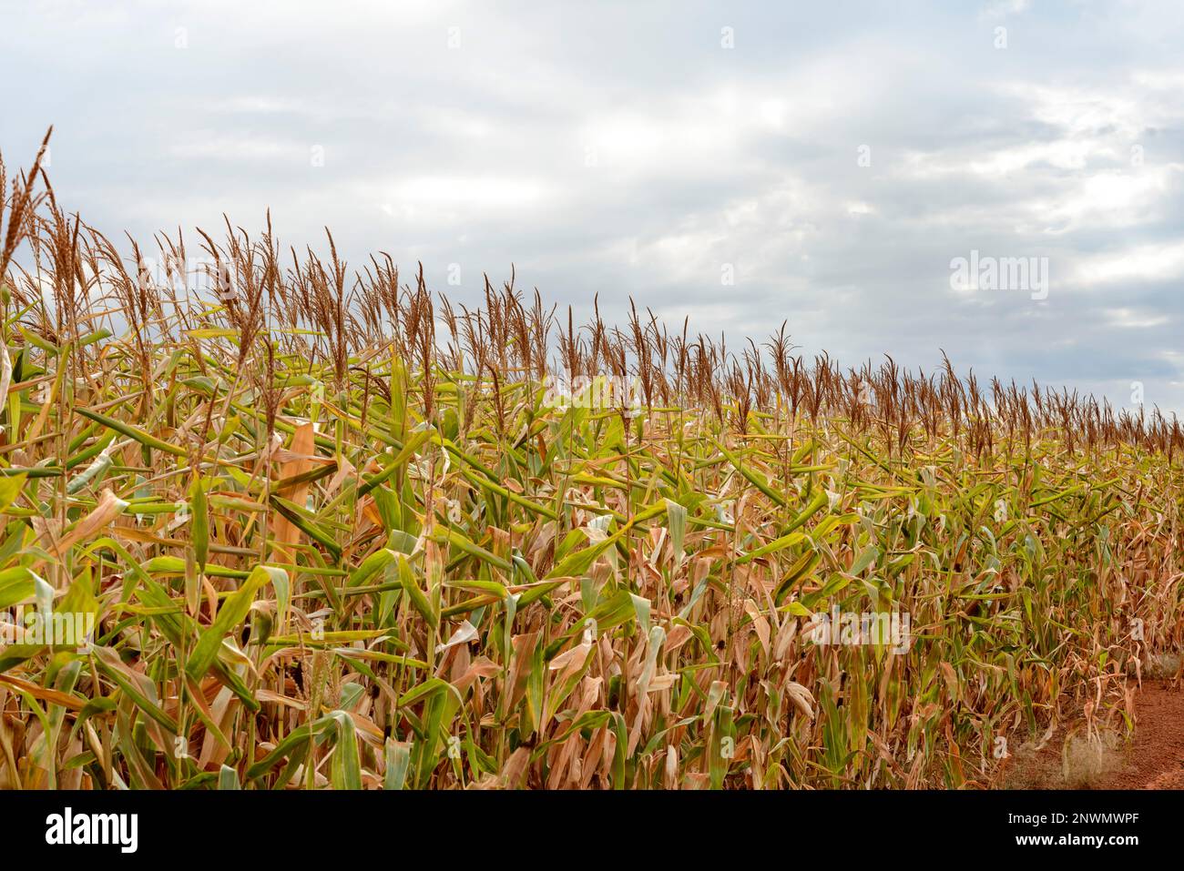 corn plantation on a cloudy day and heavy clouds in the background ...
