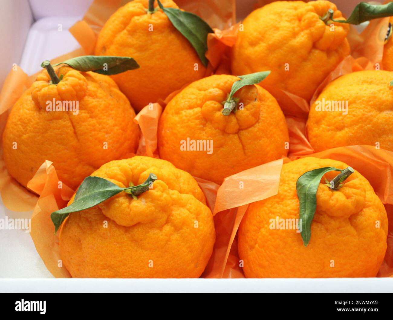 Korean Hallabong oranges in gift box Stock Photo - Alamy