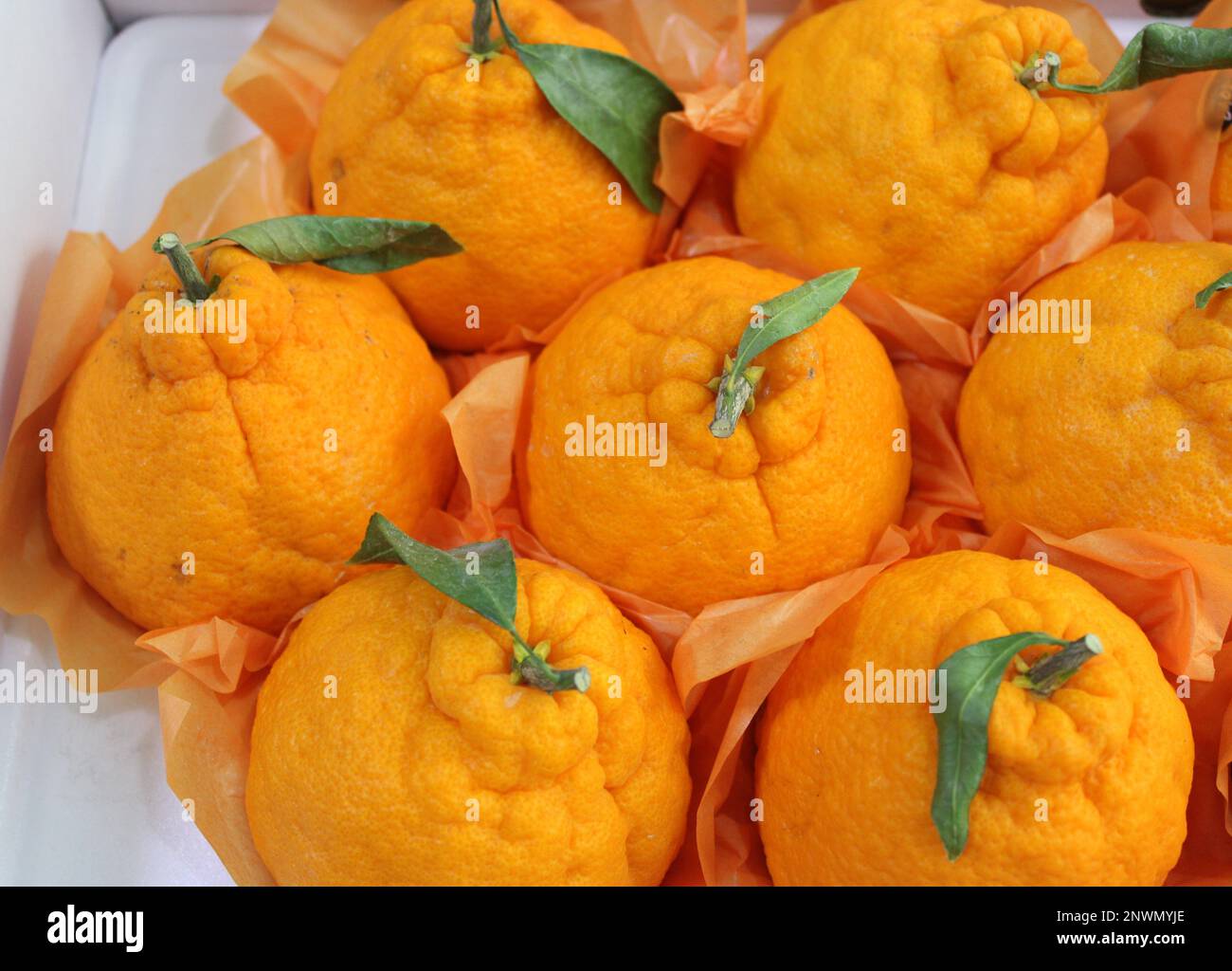 Korean Hallabong oranges in gift box Stock Photo - Alamy