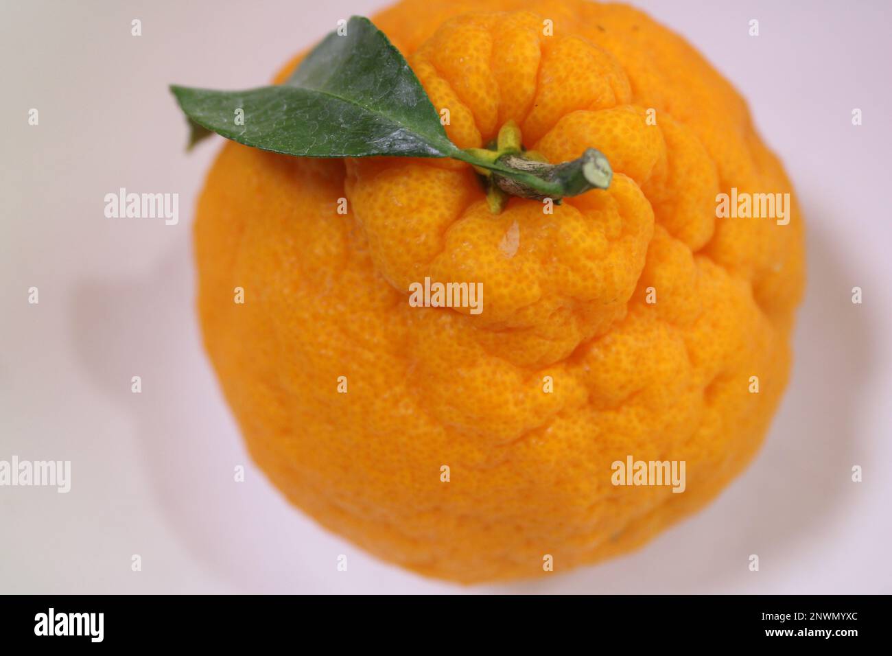 Korean Hallabong orange on white background Stock Photo - Alamy