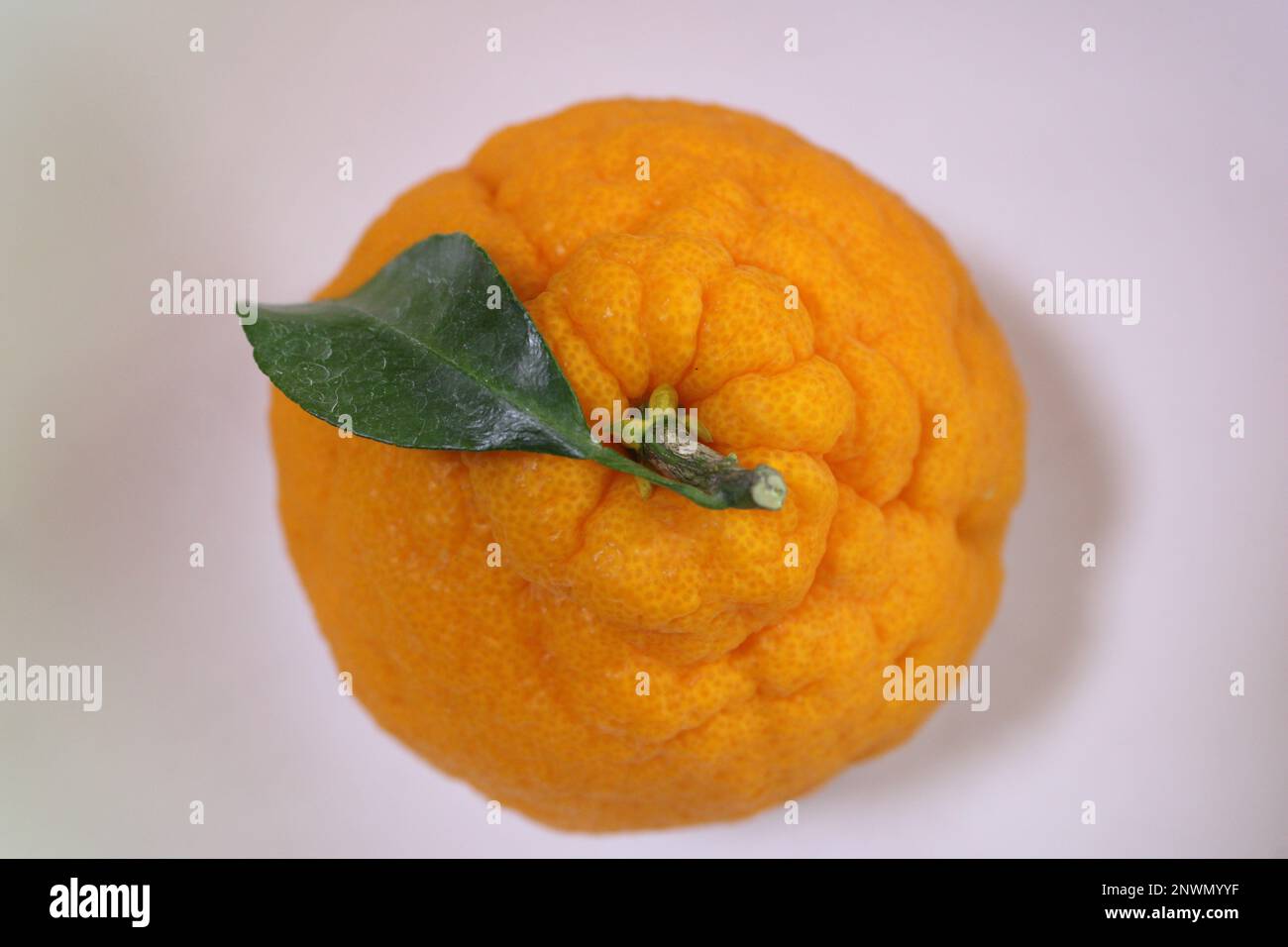 Korean Hallabong orange on white background Stock Photo - Alamy