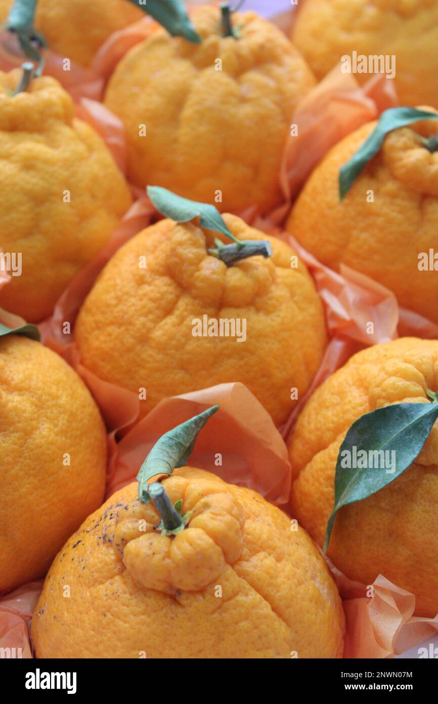 Korean Hallabong oranges in gift box Stock Photo - Alamy
