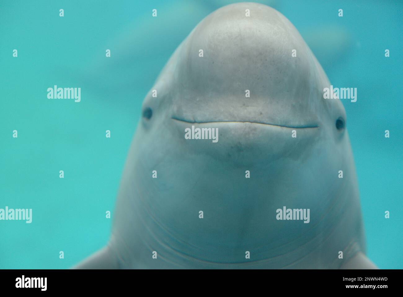 The second Neophocaena phocaenoides asaeorientalis successfully ...