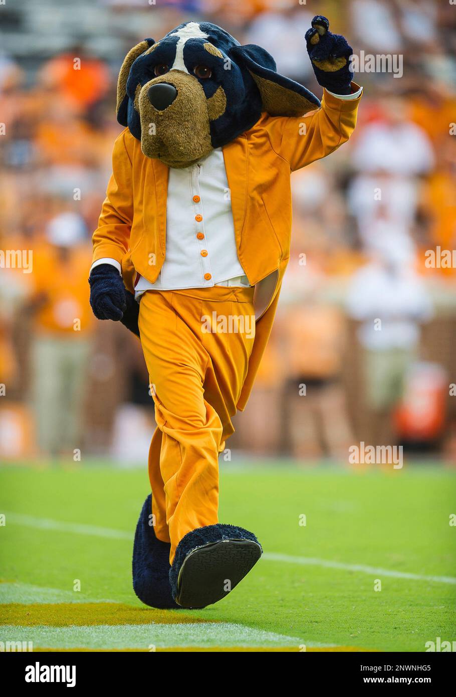 KNOXVILLE, TN - SEPTEMBER 08: Tennessee Volunteers mascot Smokey runs ...