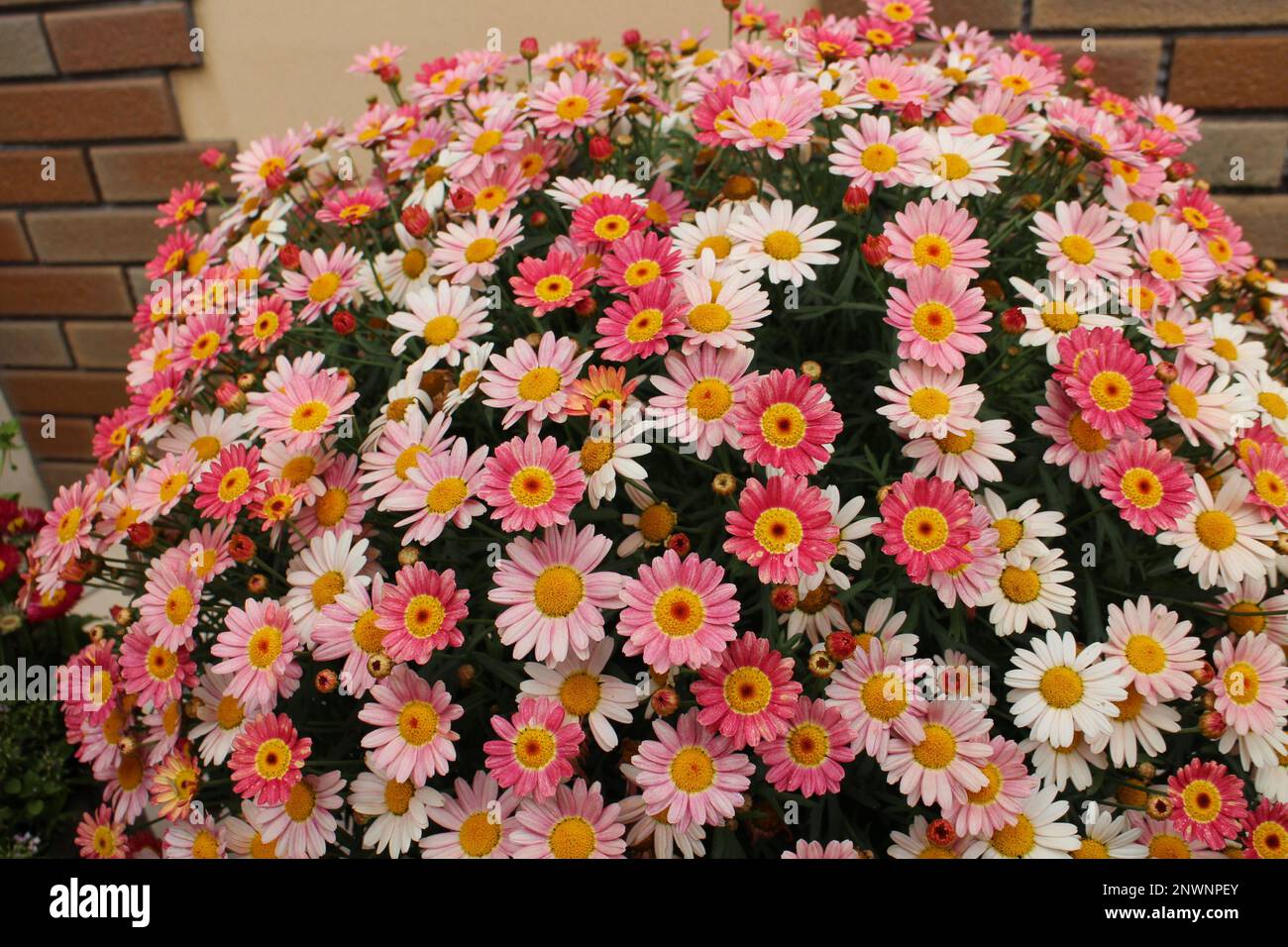 Marguerite flowers in Gora Park, Hakone, Japan Stock Photo - Alamy