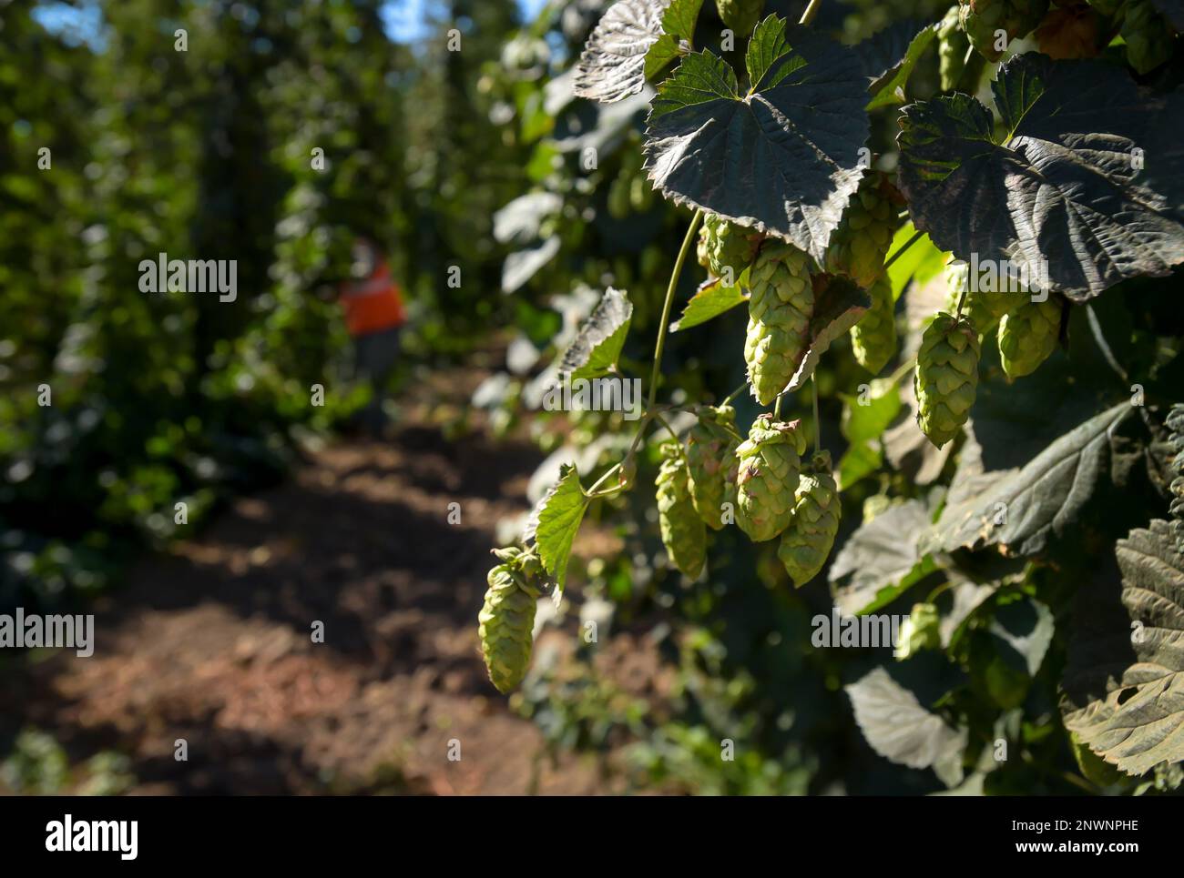 Coleman Agriculture is harvesting part of the 2018 crop of the strata ...