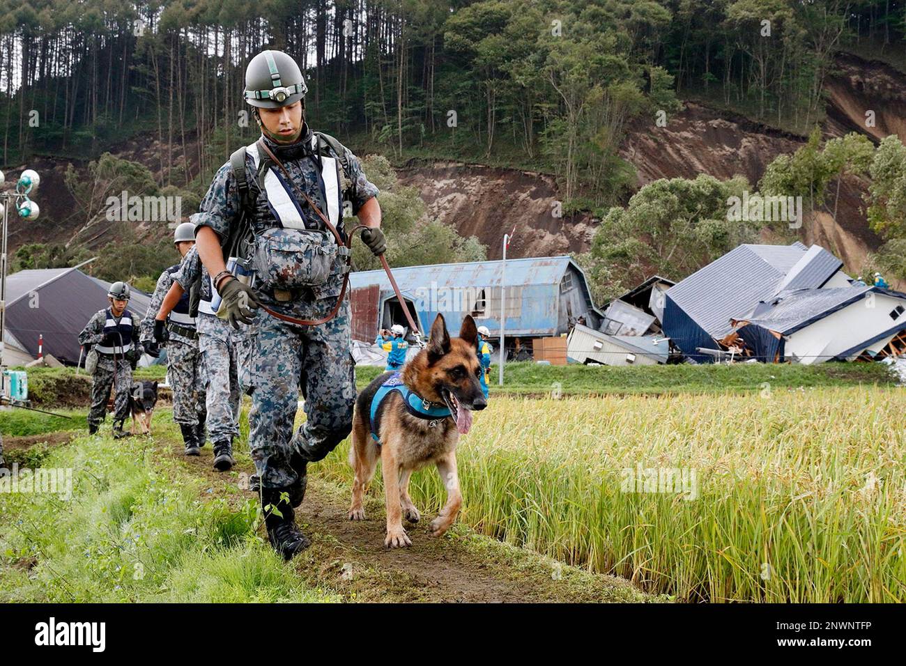 Japan Ground Self-Defense Force personnel with police dogs prepare to ...