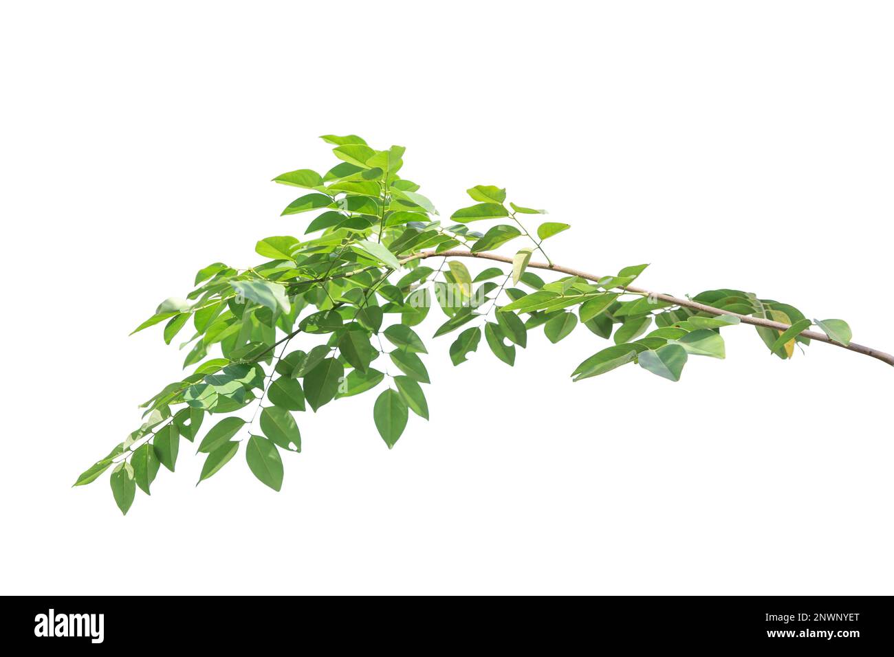 Tree brunch closeup Cut Out Stock Images & Pictures - Alamy