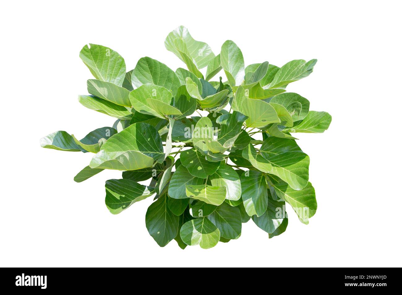 Tree brunch closeup Cut Out Stock Images & Pictures - Alamy