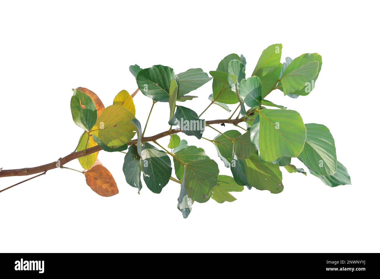 brunch of tree isolated on white background Stock Photo - Alamy