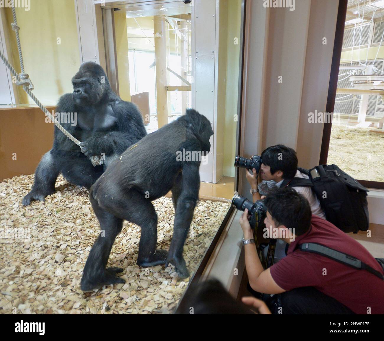 Male Western lowland gorilla Shabani (L) and others move around at ...