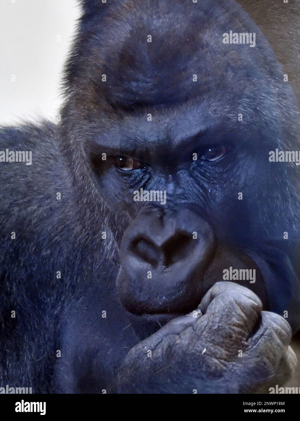 Male Western lowland gorilla Shabani is pictured at his new facility at ...