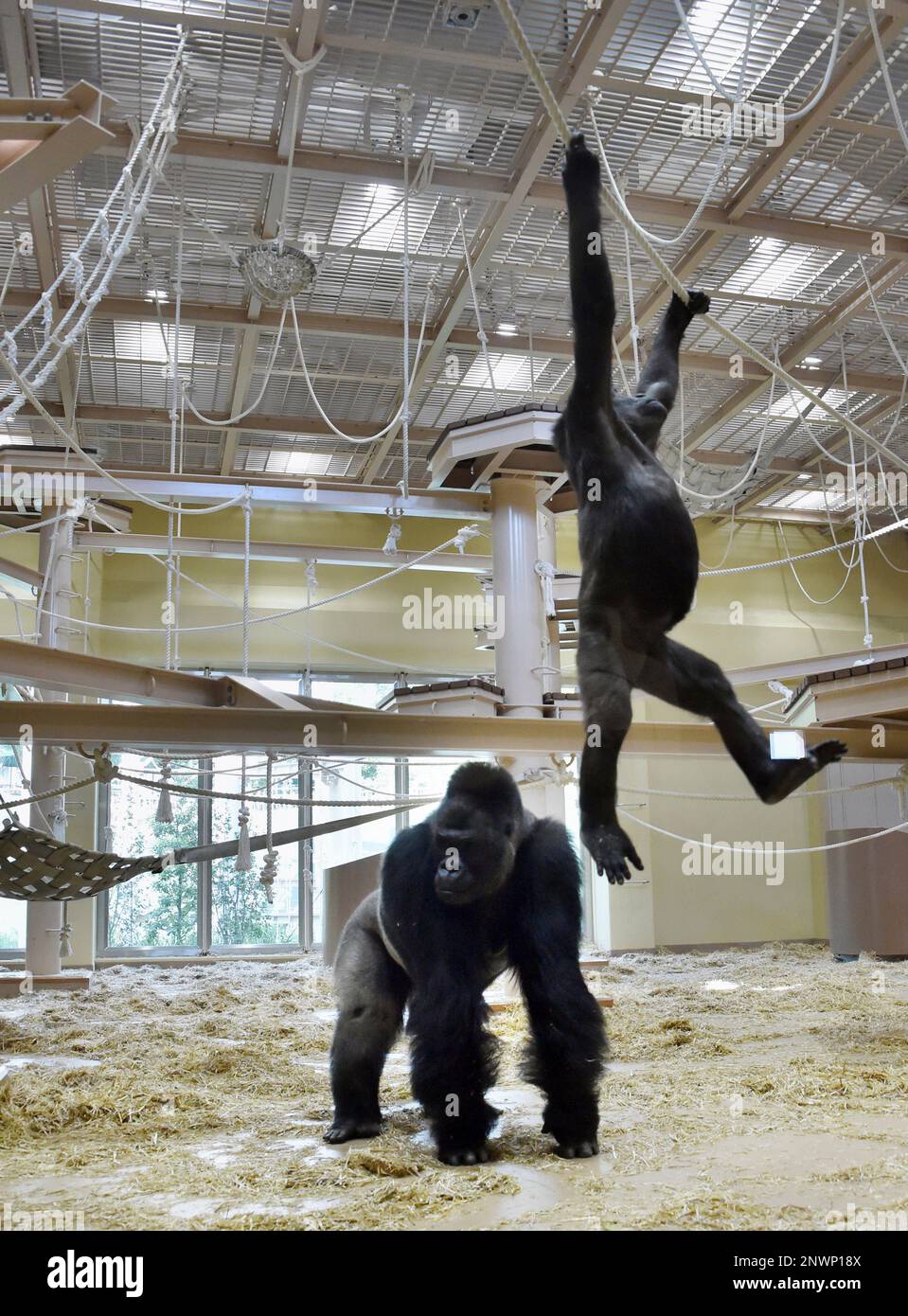 Male Western lowland gorilla Shabani and others move around at their ...
