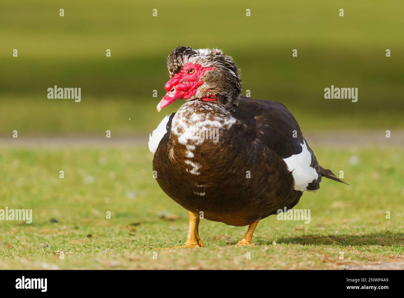 Muscovy duck cairina moschata close up hi-res stock photography and ...