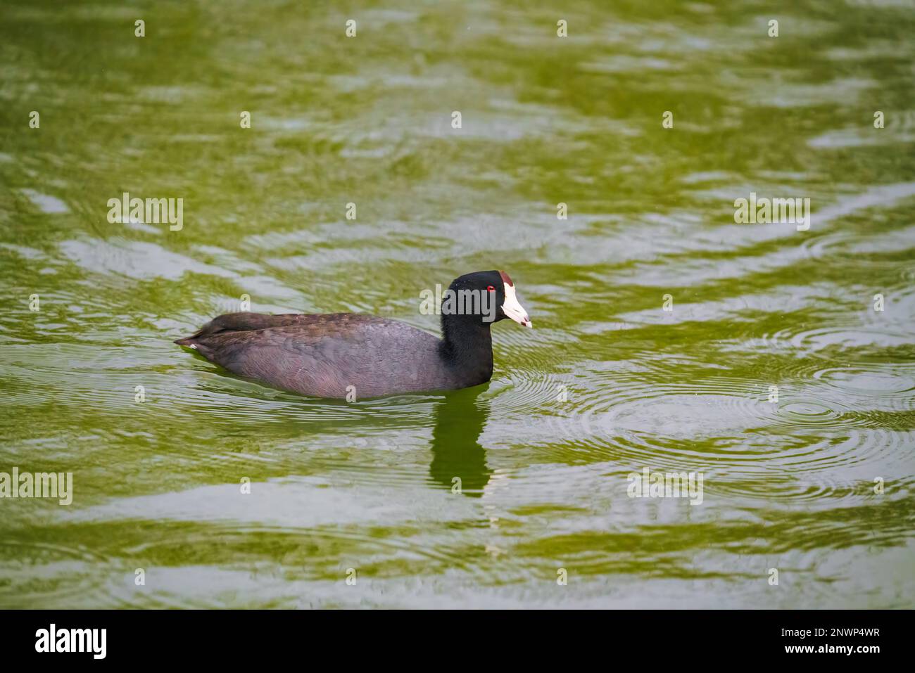 The American coot, also known as a mud hen or pouldeau, swimming in the ...