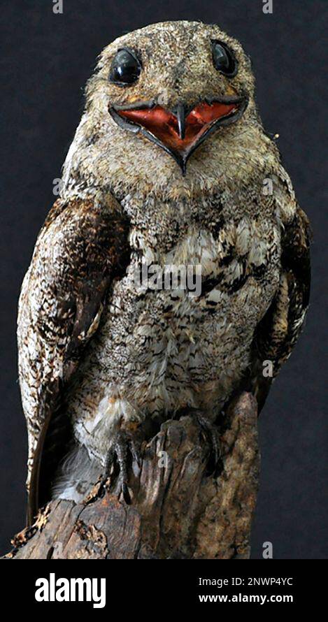 This undated handout photo provided by Brazil's National Museum shows a ...