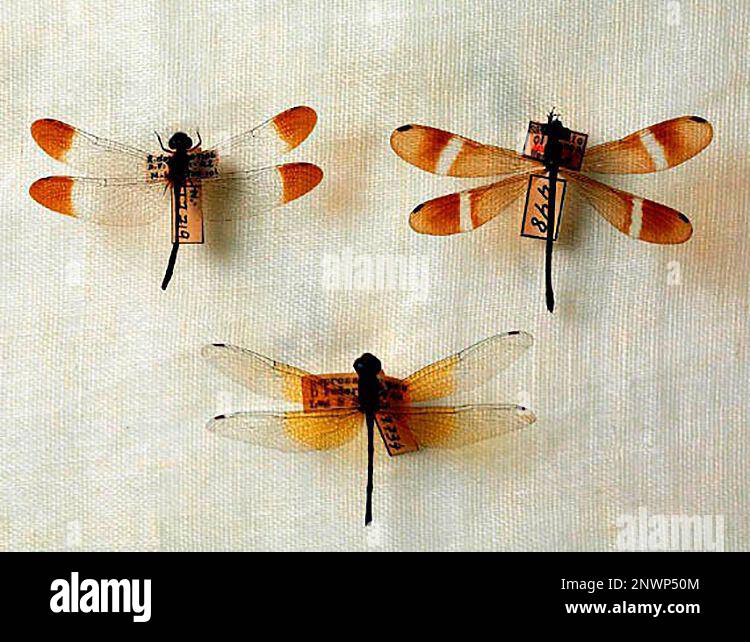 This undated handout photo provided by Brazil's National Museum shows ...