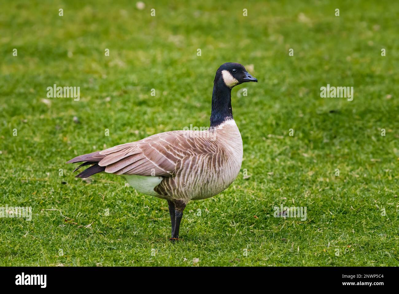 The Canada goose, wild goose with a black head and neck, and white ...