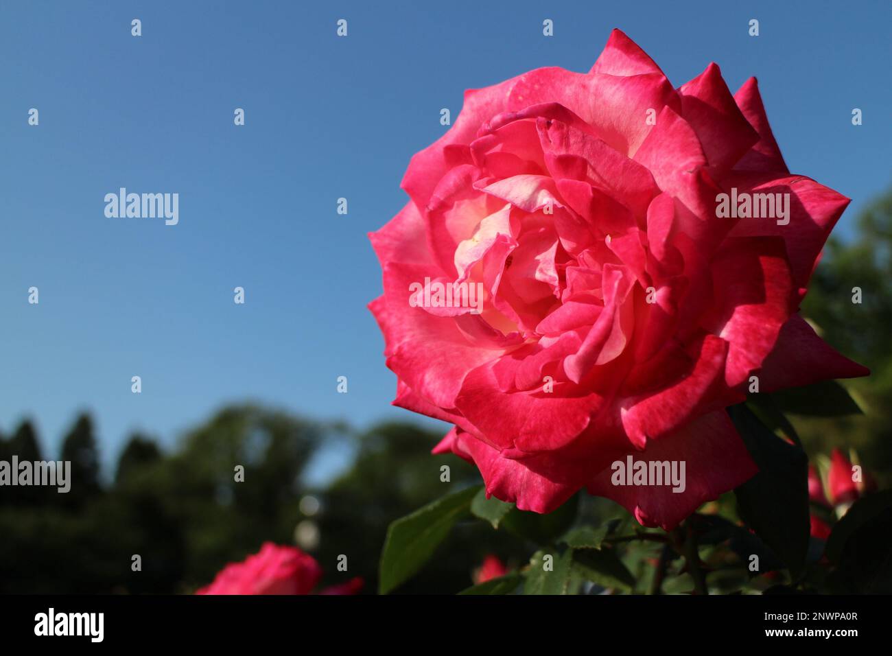 Pink rose flowers in the garden in Tokyo, Japan Stock Photo - Alamy