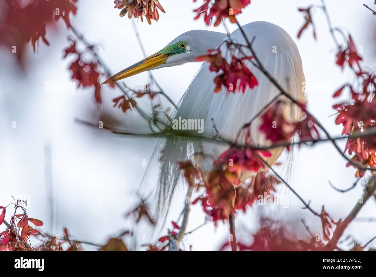 Tpc sawgrass bird hi-res stock photography and images - Alamy