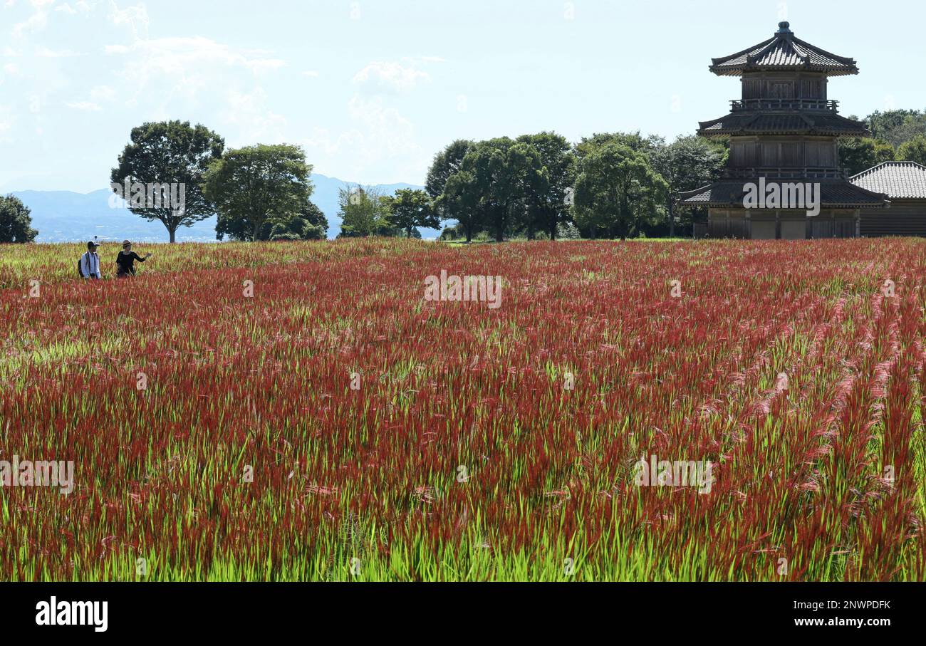 Ancient rice called red rice are turning red around the Historical Park ...