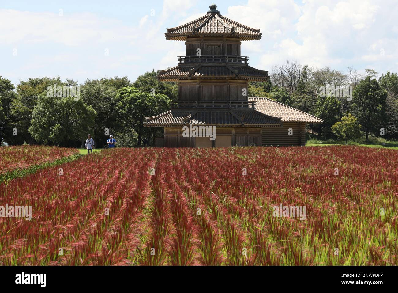 Ancient rice called red rice are turning red around the Historical Park ...
