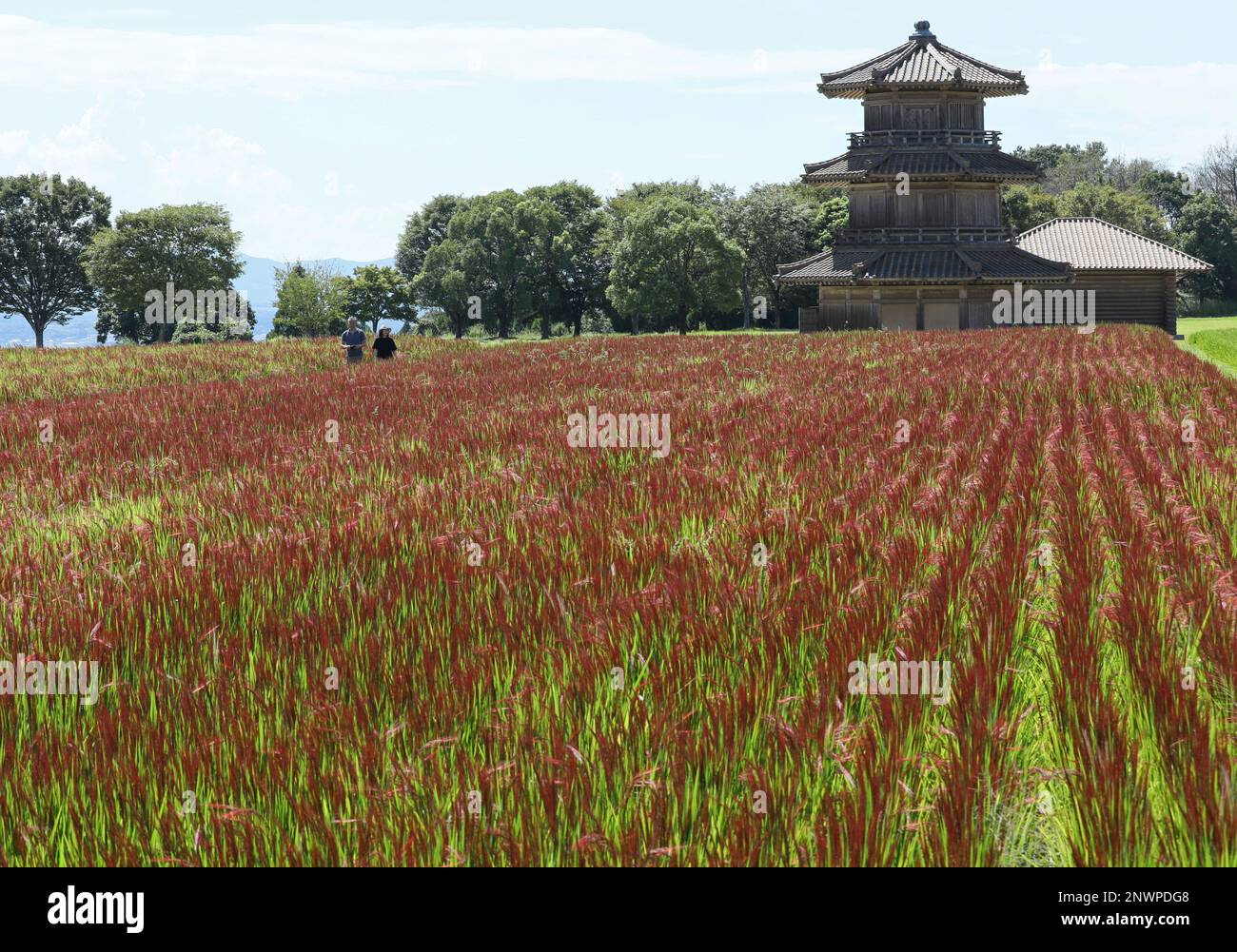 Ancient rice called red rice are turning red around the Historical Park ...