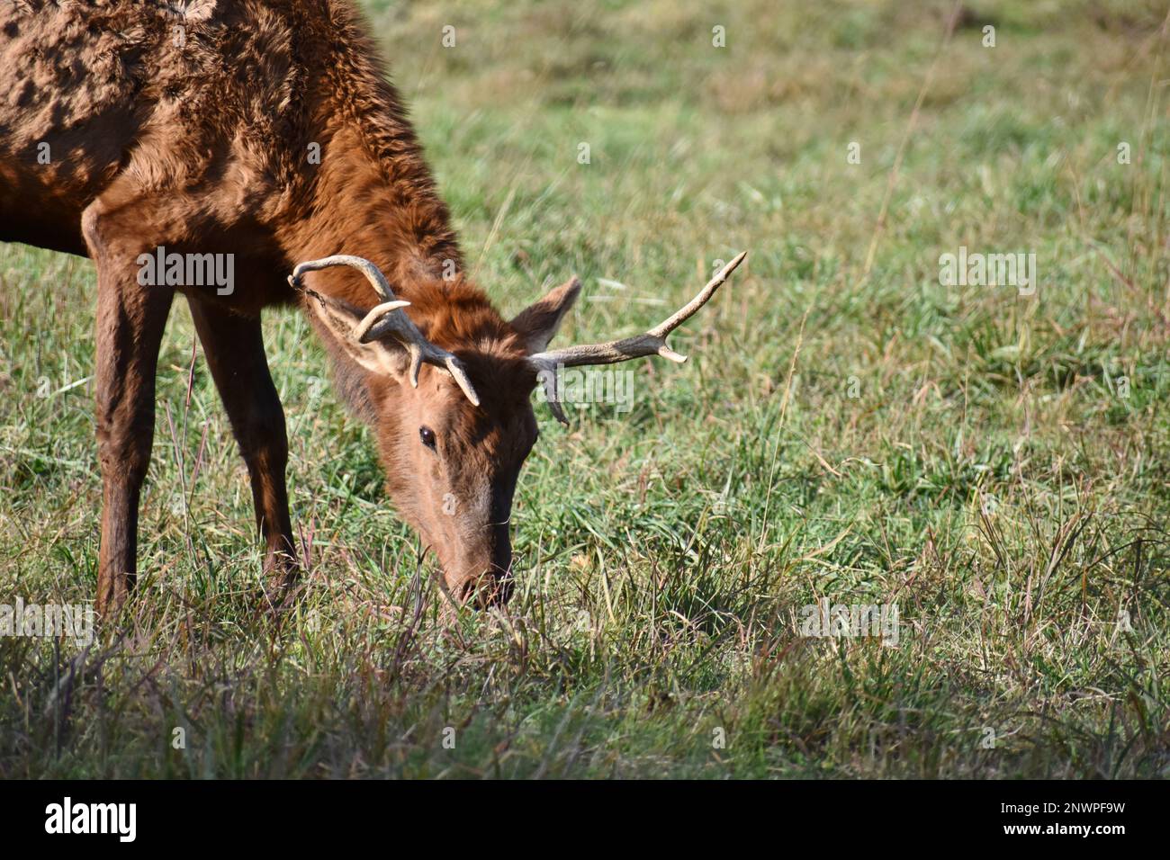 Young bull elk (cervus elaphus) gazing in the field at Peck Ranch ...