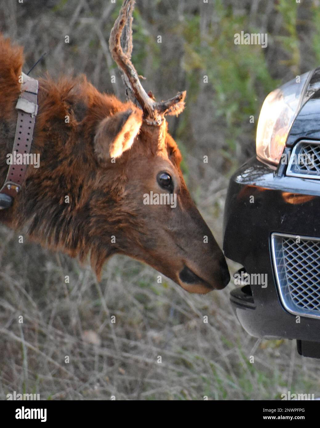 A curious young bull elk, cervus elaphus inspects the car of an ...