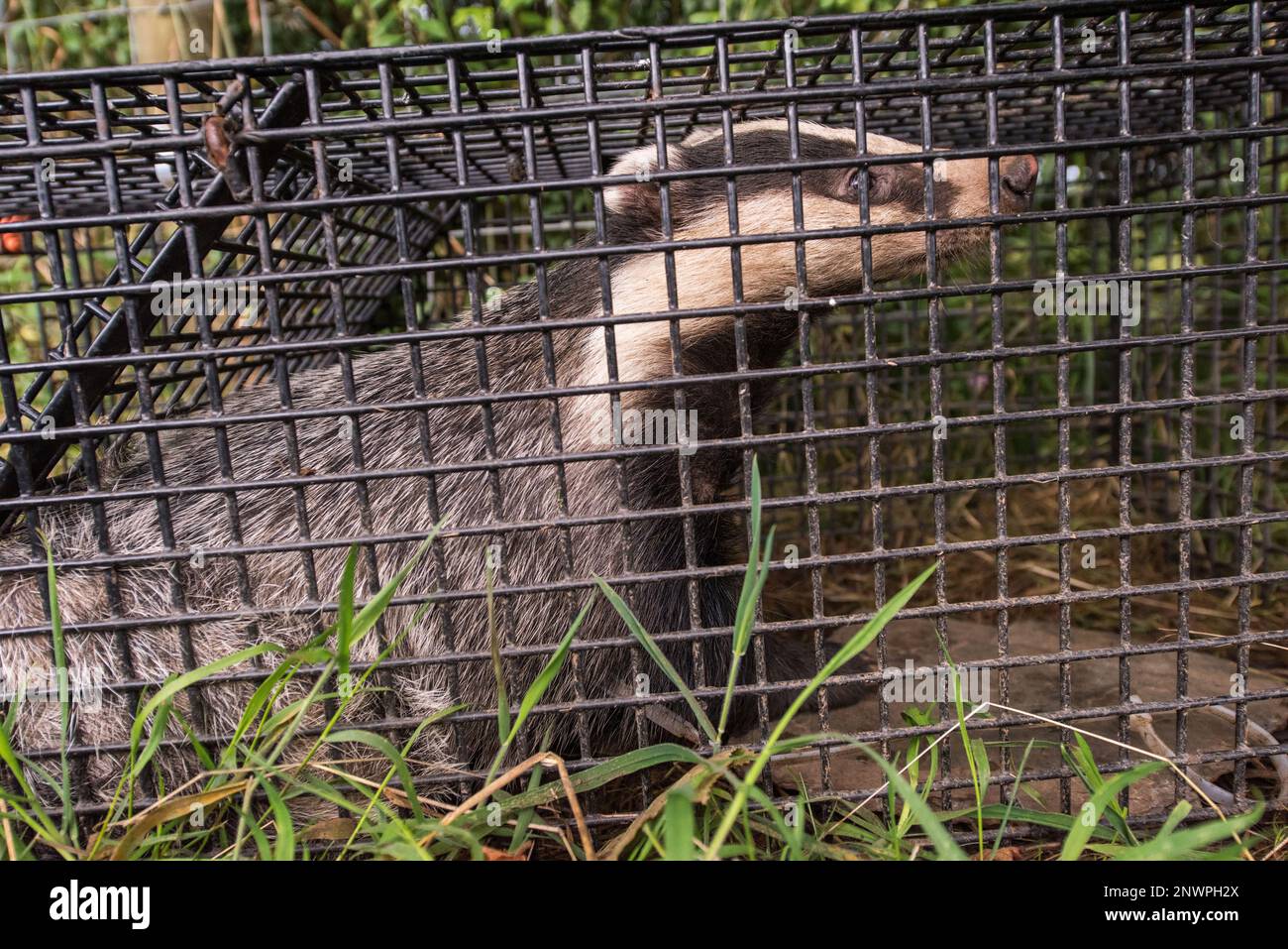 Badger trapped in a cage Stock Photo - Alamy
