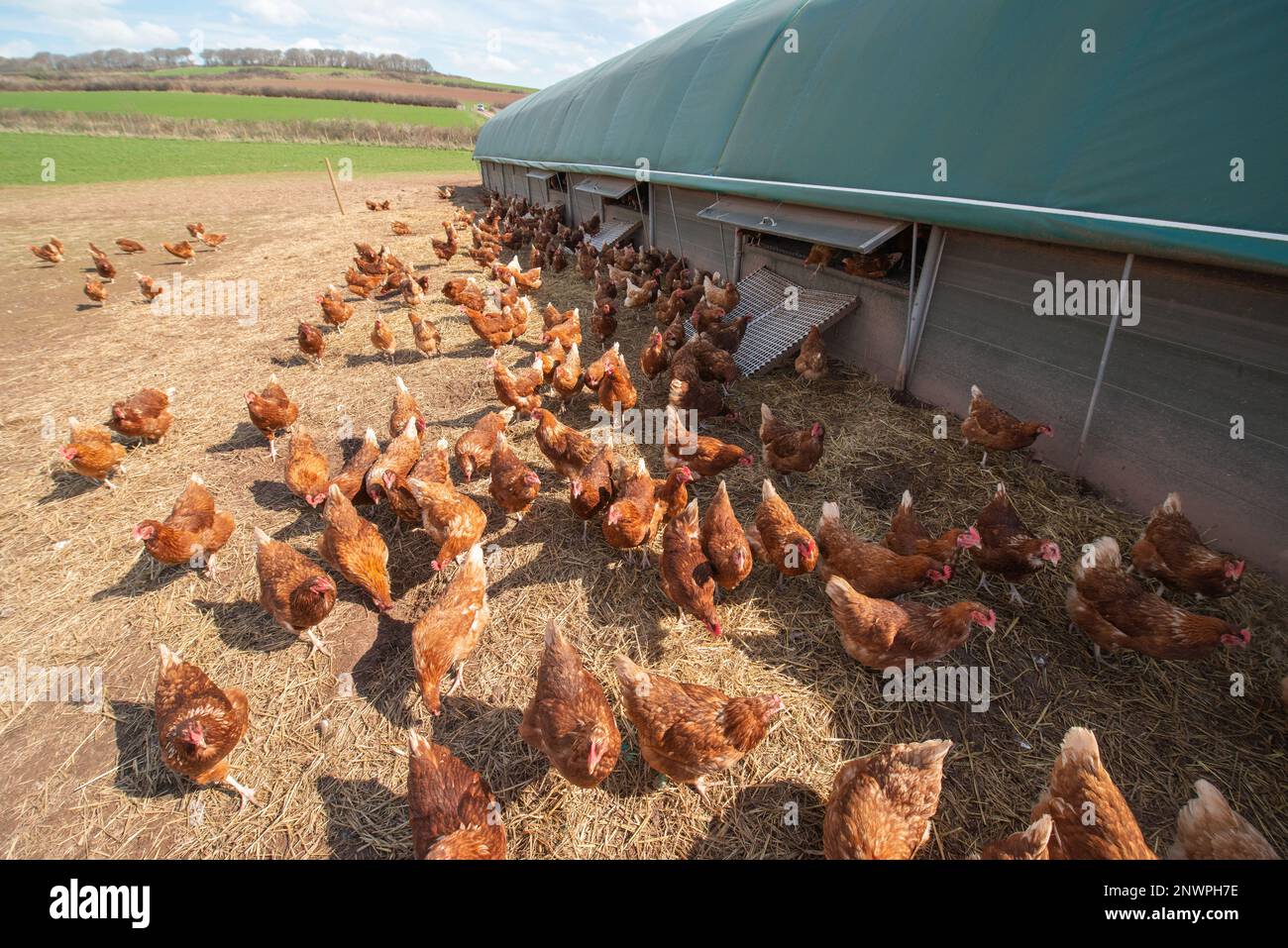 Free range chickens Stock Photo - Alamy