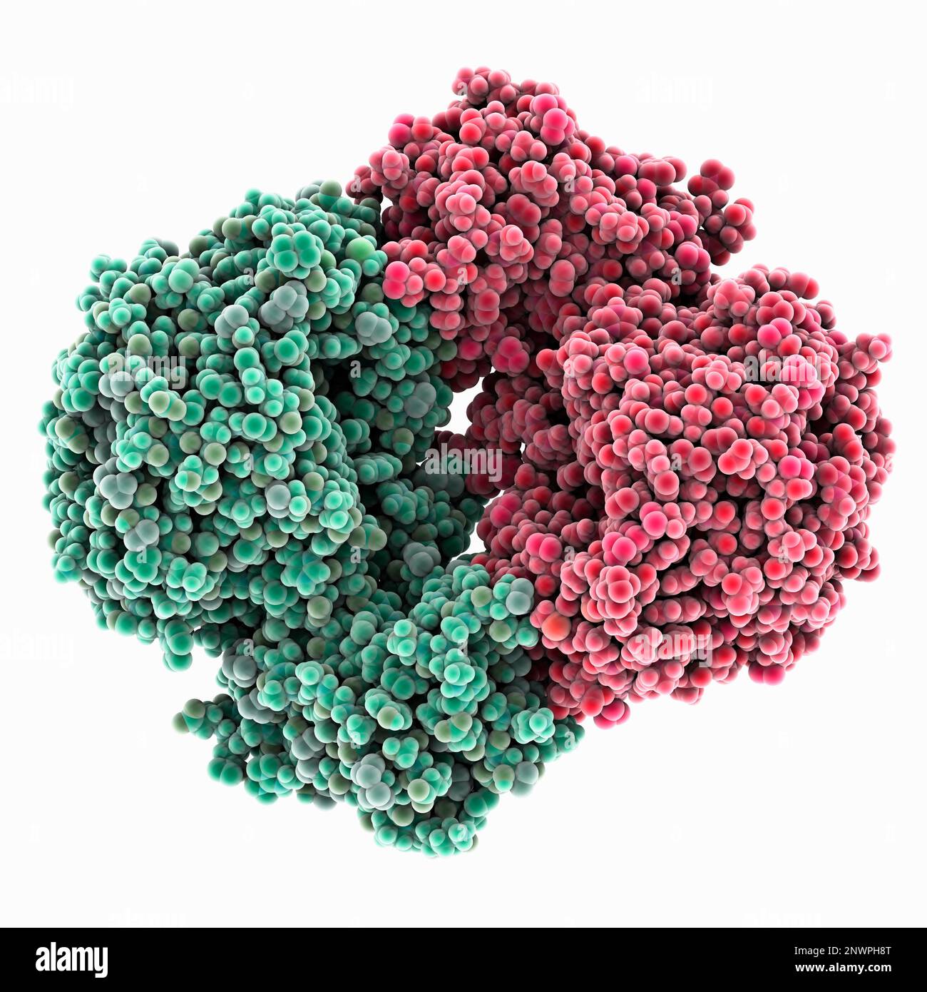 NanH sialidase from Tannerella forsythia, illustration Stock Photo - Alamy