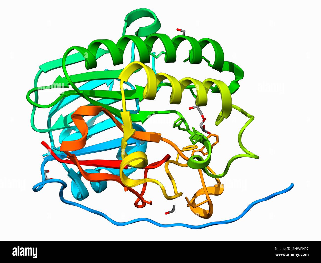 Human AP endonuclease 1, illustration Stock Photo - Alamy