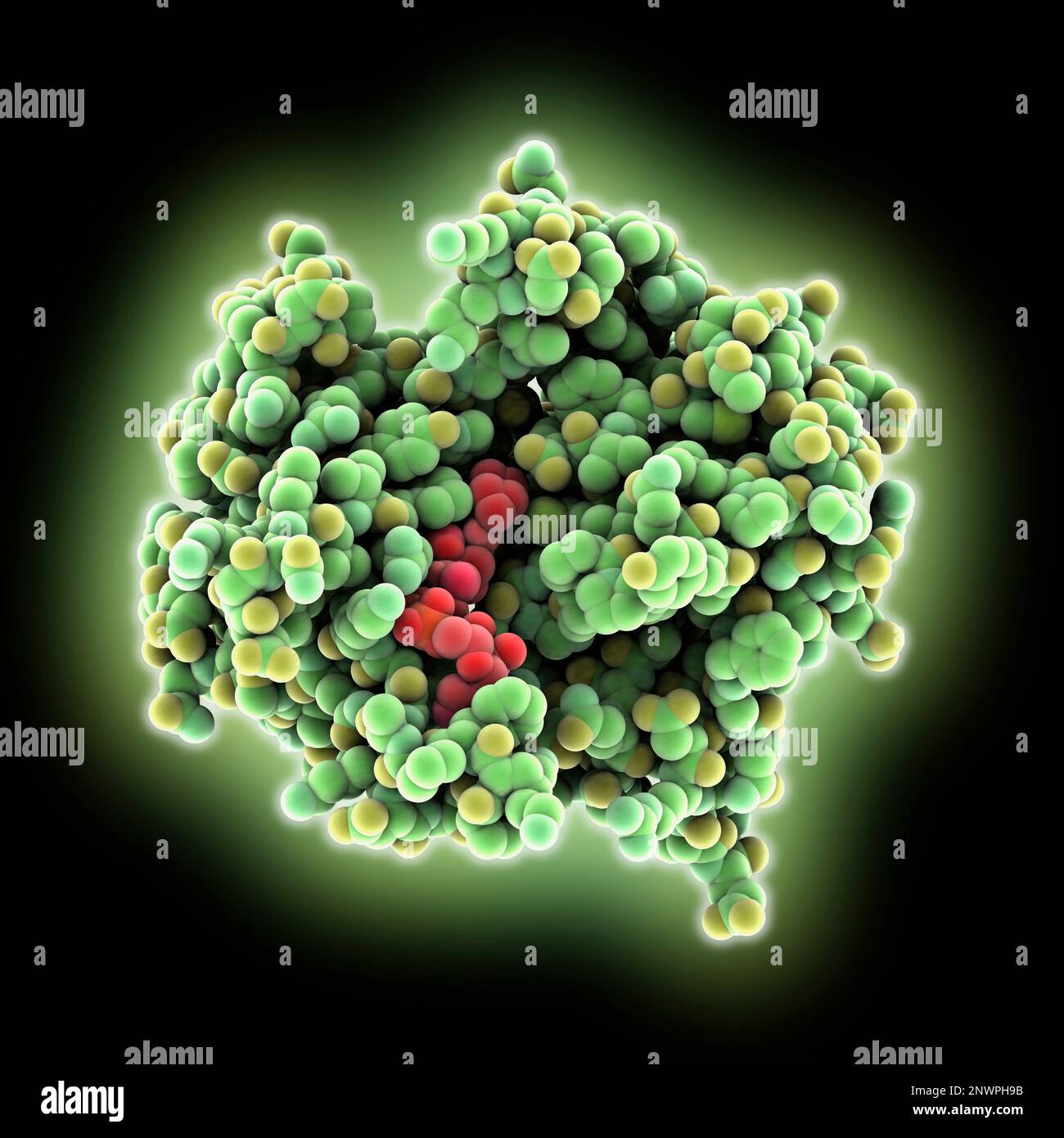 Human CYB5R3 complexed with FAD, illustration Stock Photo - Alamy