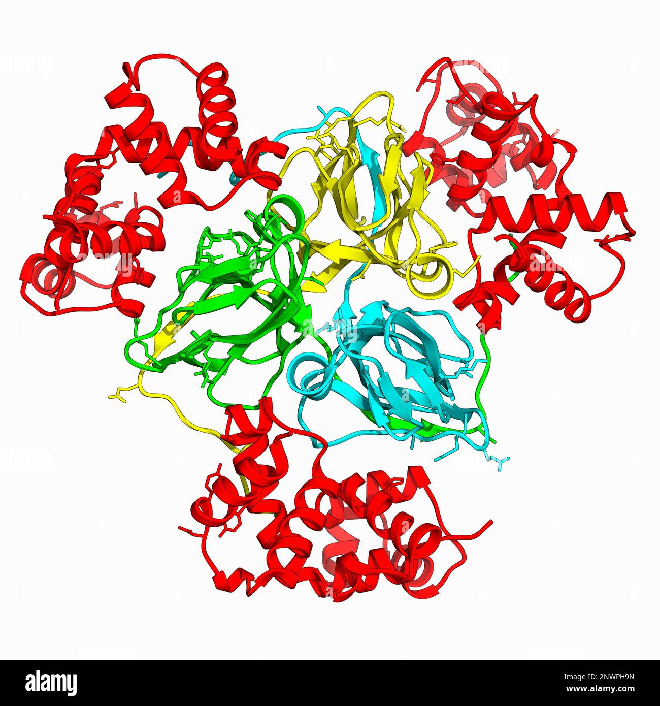 Human dUTPase complexed with Orf20, illustration Stock Photo - Alamy