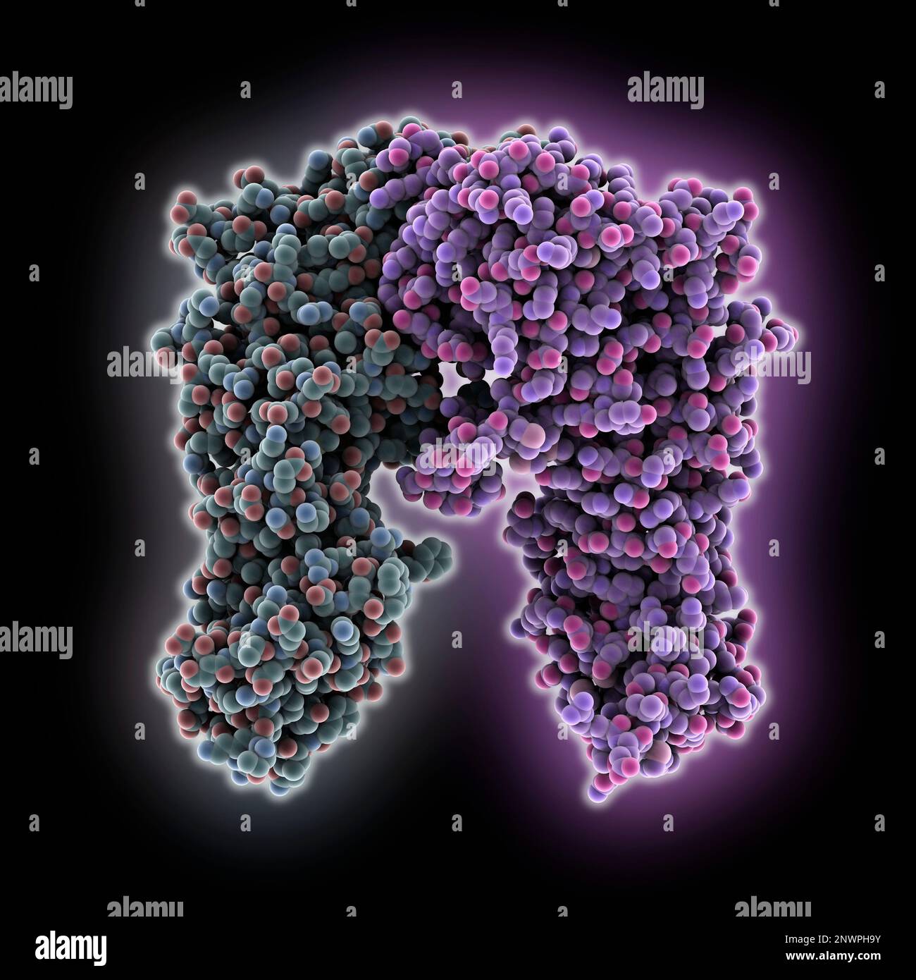 Human heat shock protein 90, illustration Stock Photo - Alamy