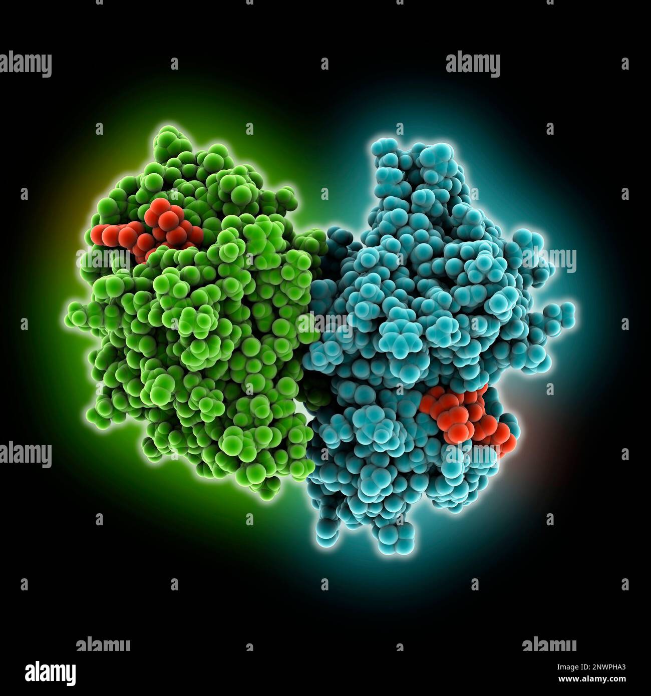 Cathepsin L2 complexed with calpeptin, illustration Stock Photo - Alamy