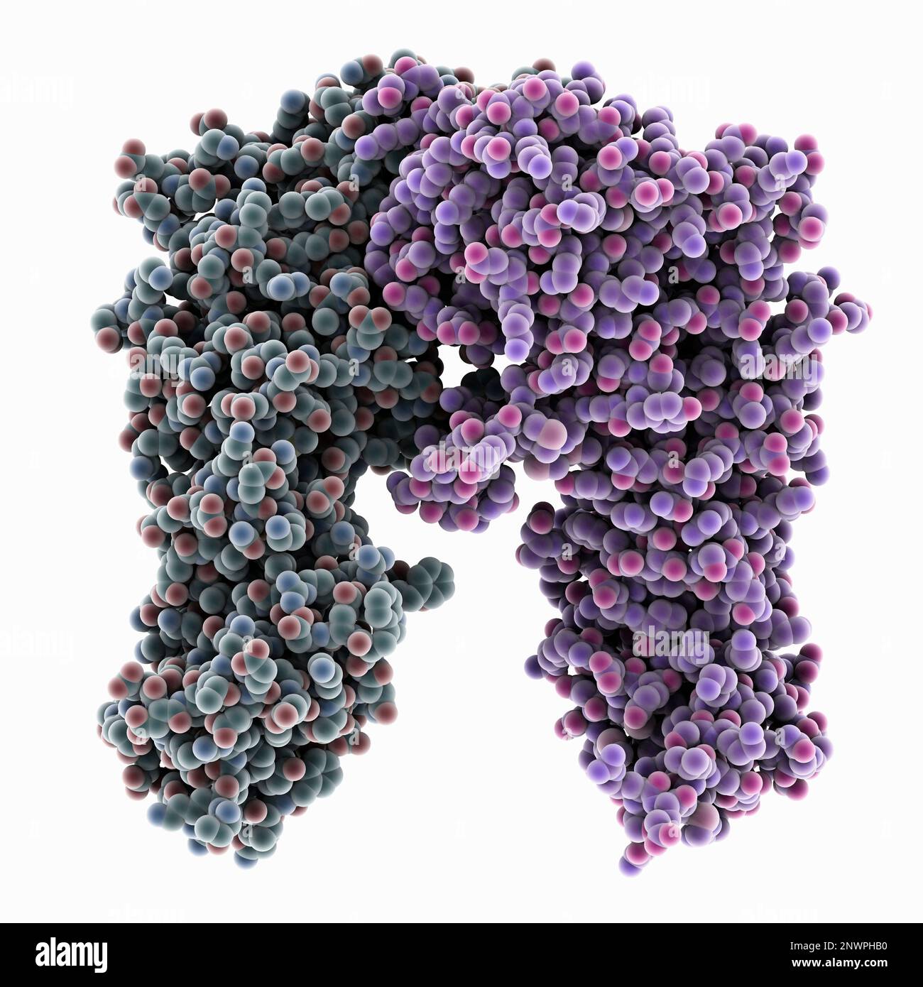 Human heat shock protein 90, illustration Stock Photo - Alamy