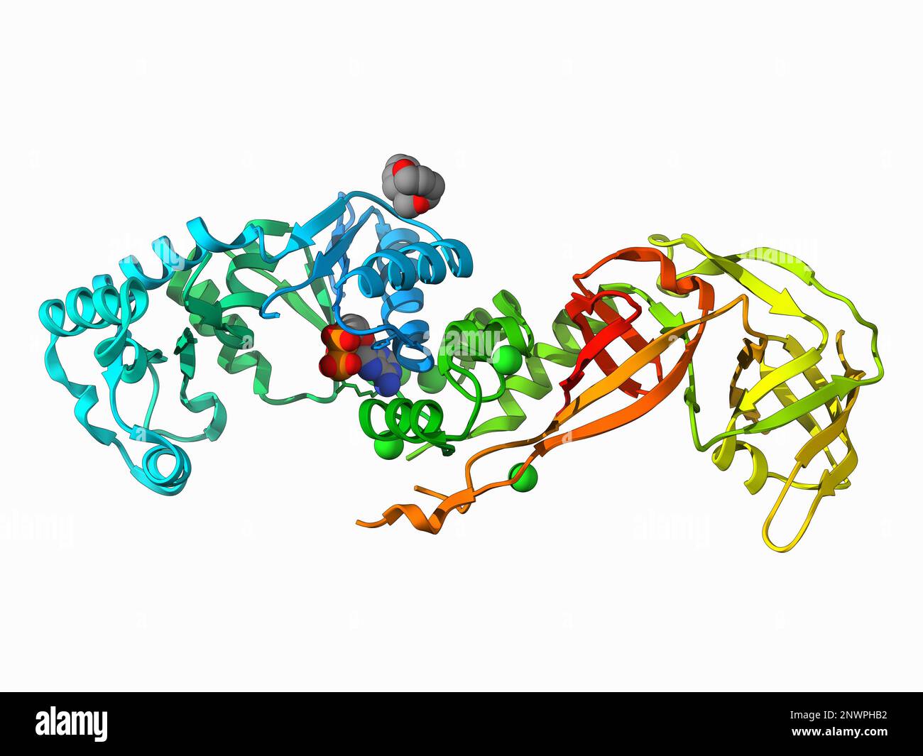 Glutamyl-tRNA synthetase complex, illustration Stock Photo - Alamy