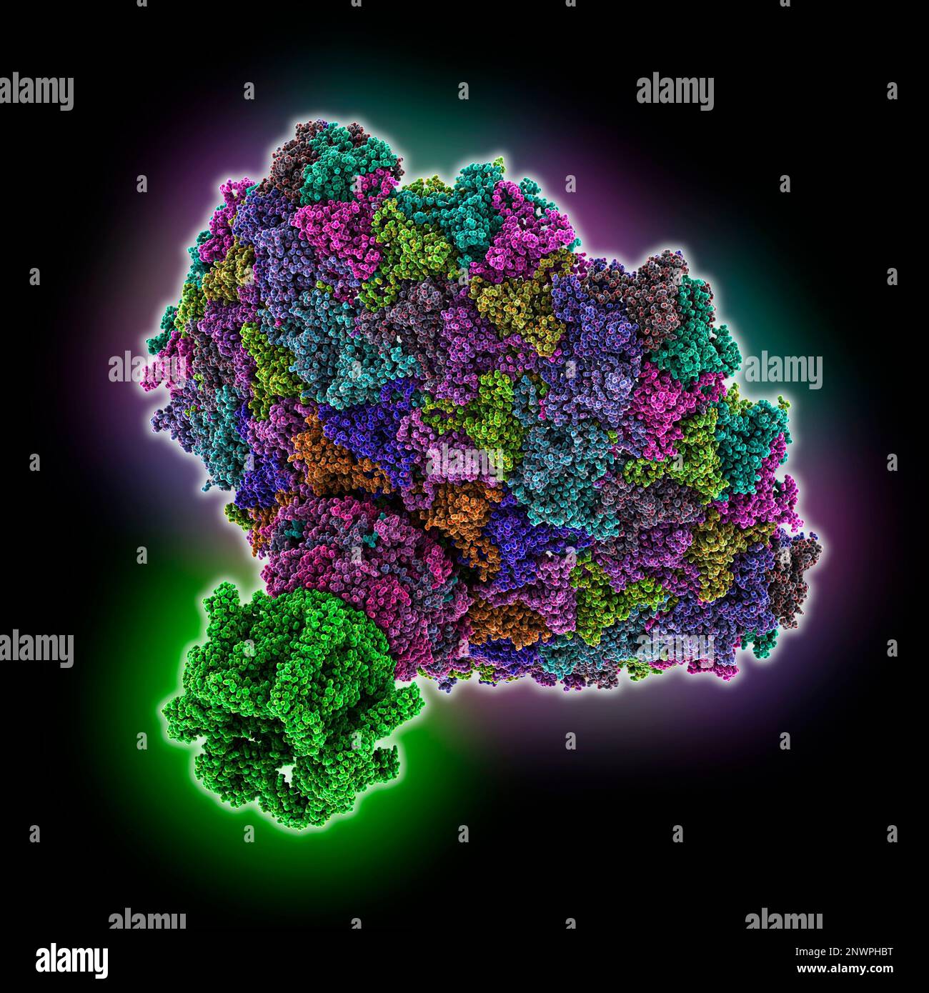 Bacteriophage SU10 tail and bottom part, illustration Stock Photo - Alamy