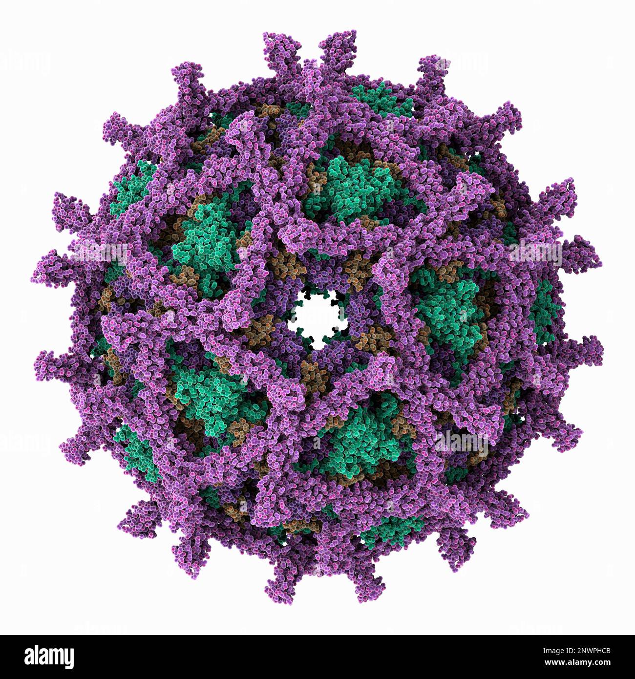Echovirus 11 capsid, illustration Stock Photo - Alamy