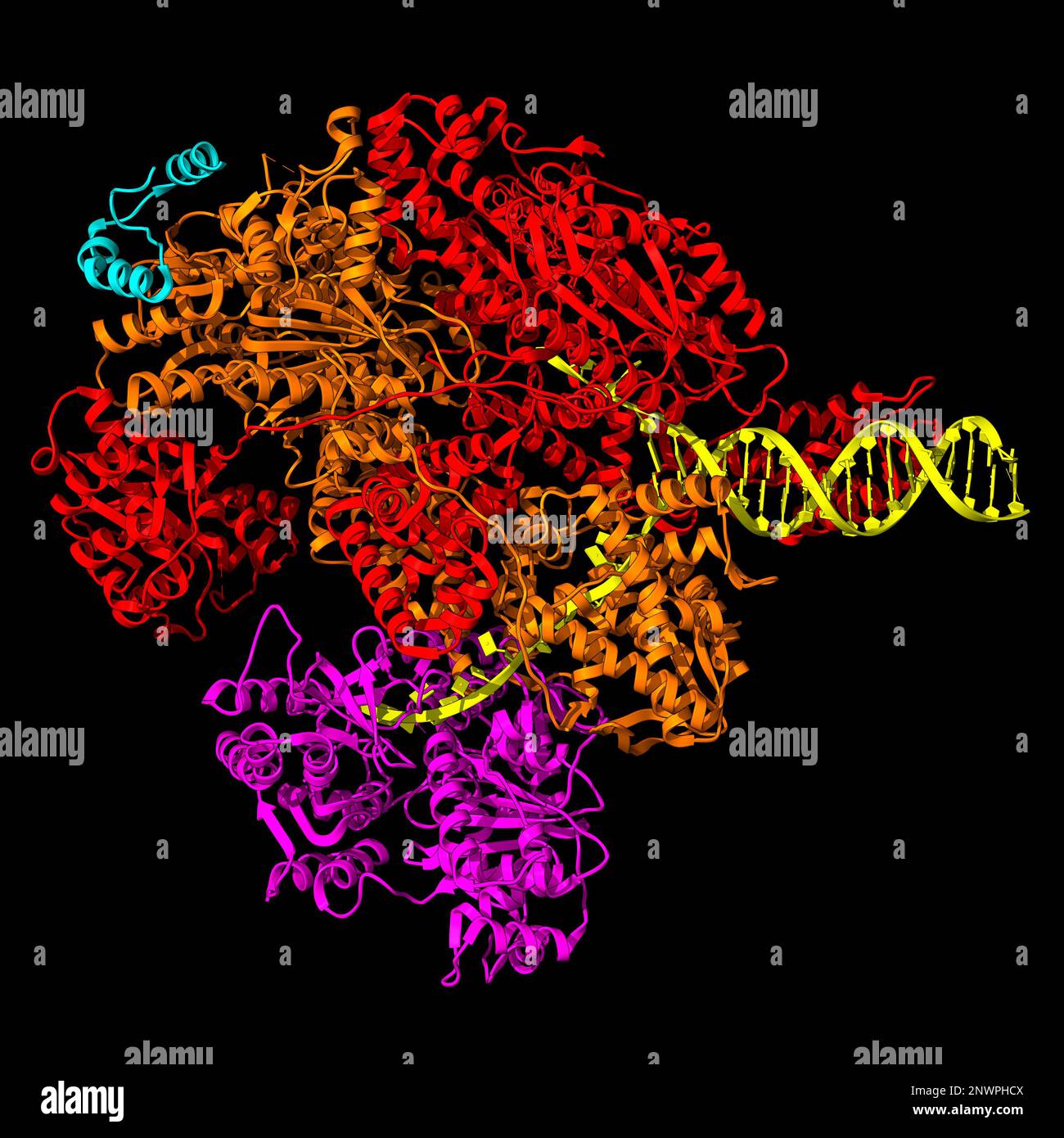 RecBCD-DNA complex with phage protein, illustration Stock Photo - Alamy