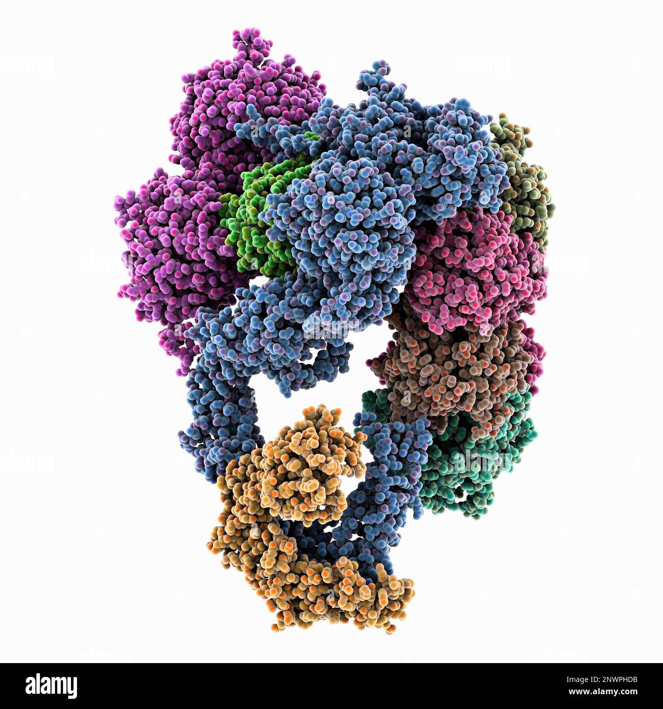 Yeast elongator complex, illustration Stock Photo - Alamy