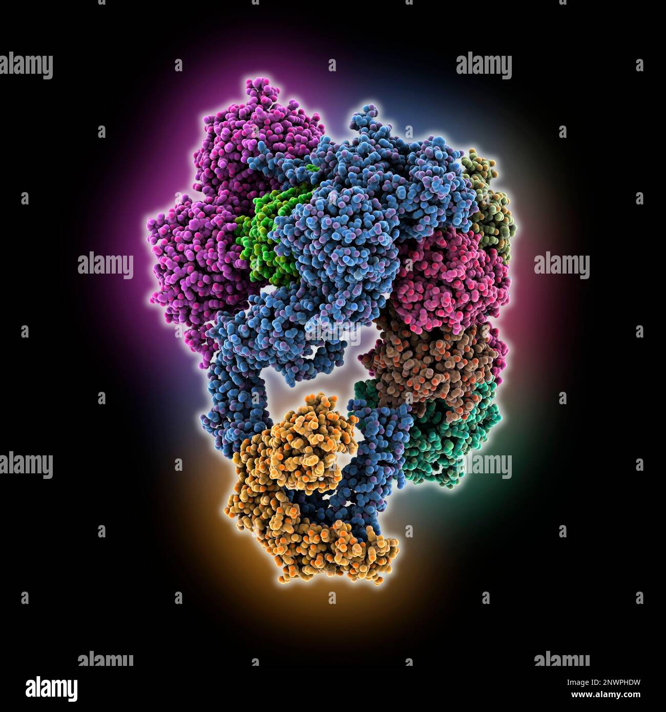 Yeast elongator complex, illustration Stock Photo - Alamy