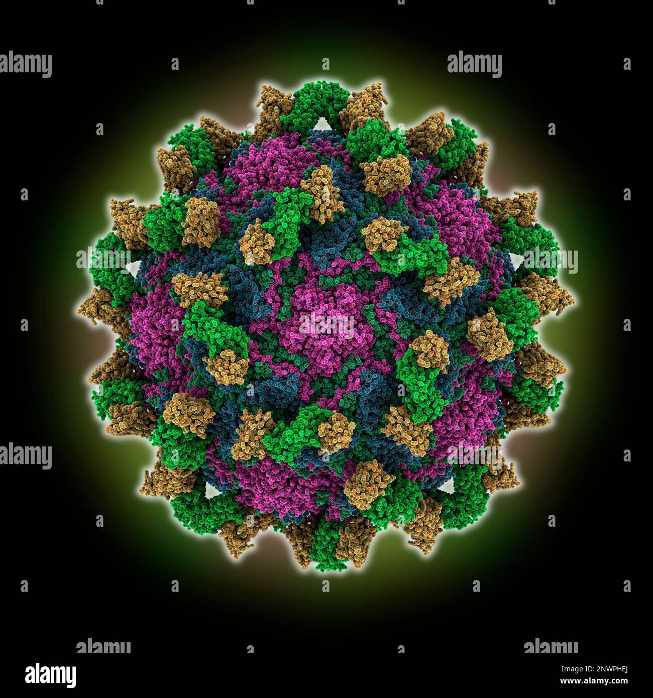 Echovirus3 capsid complexed with 6D10 fab, illustration Stock Photo - Alamy