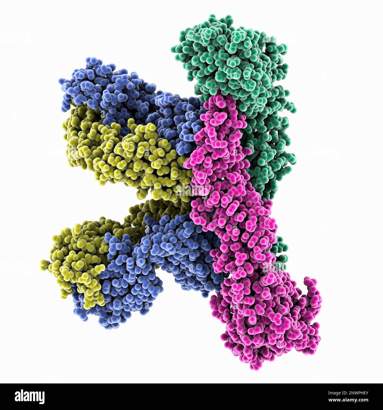 Zika virus envelope protein complex, illustration Stock Photo - Alamy