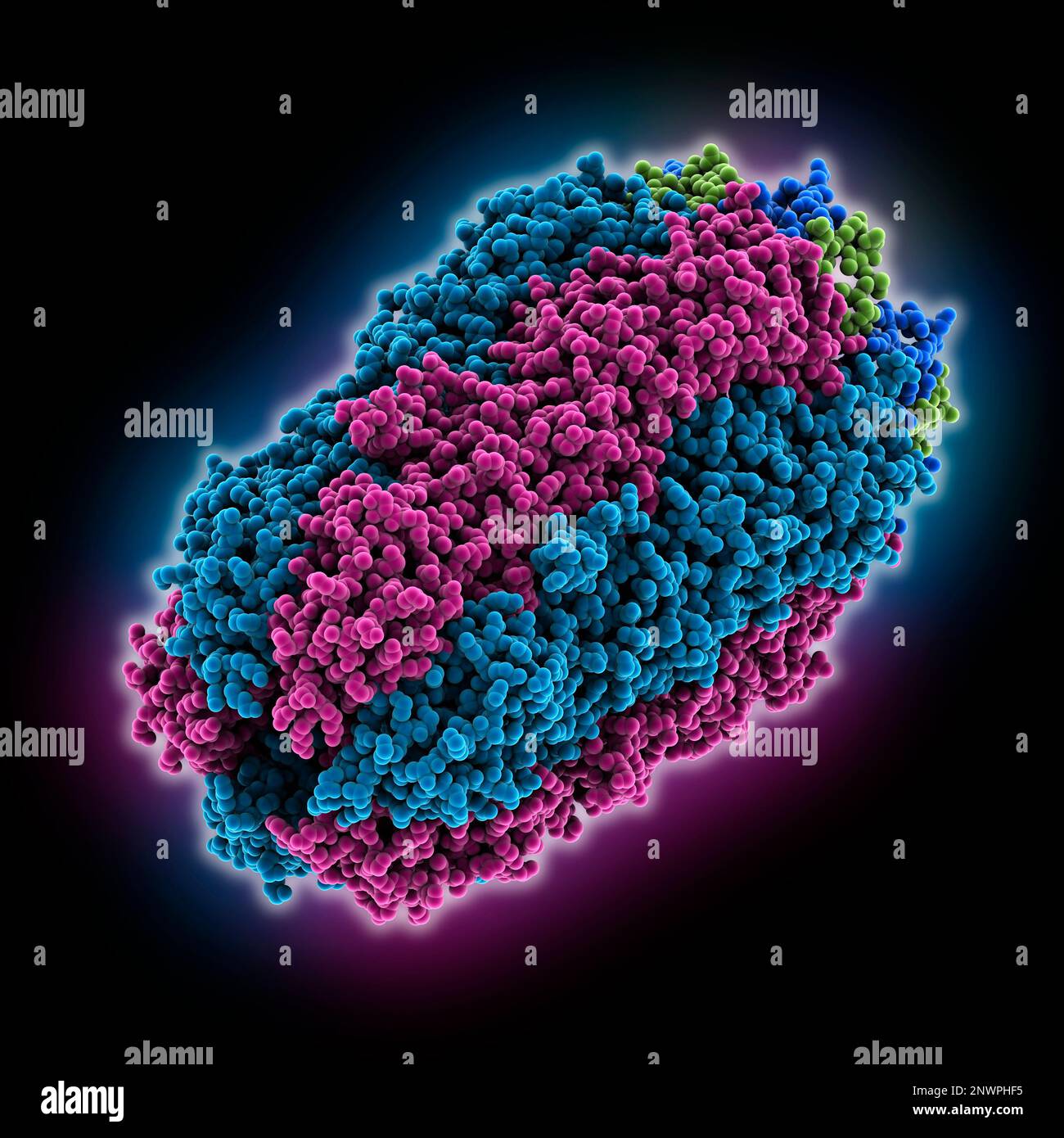 Staphylococcus phage Andhra tail knob, illustration Stock Photo - Alamy