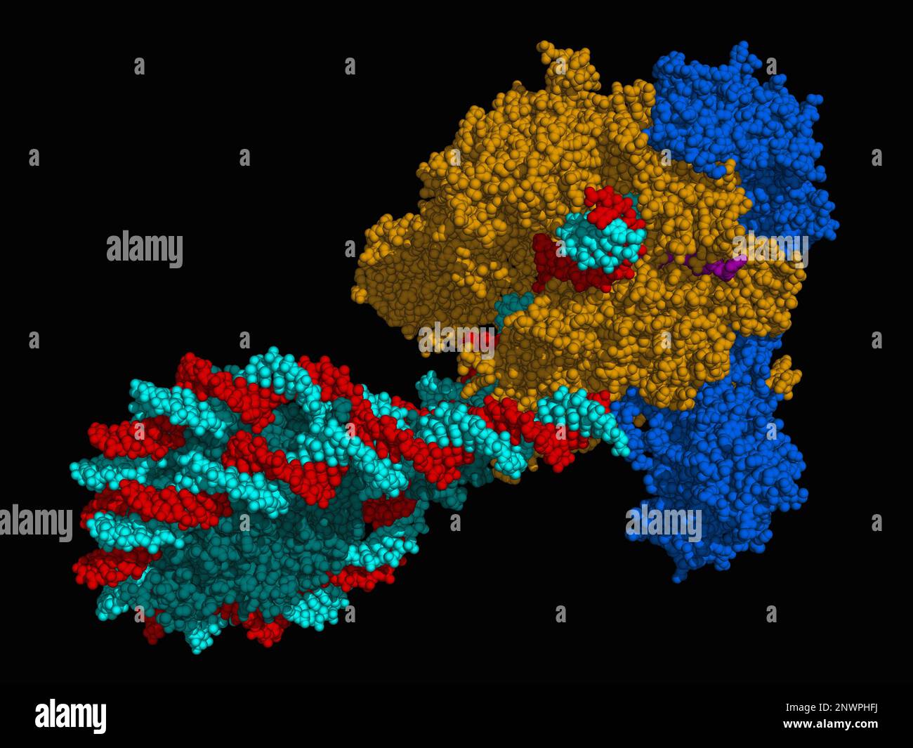 Chromatosome transcription, illustration Stock Photo - Alamy